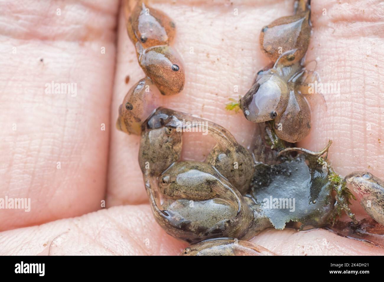 frog reproduction cycle Stock Photo - Alamy