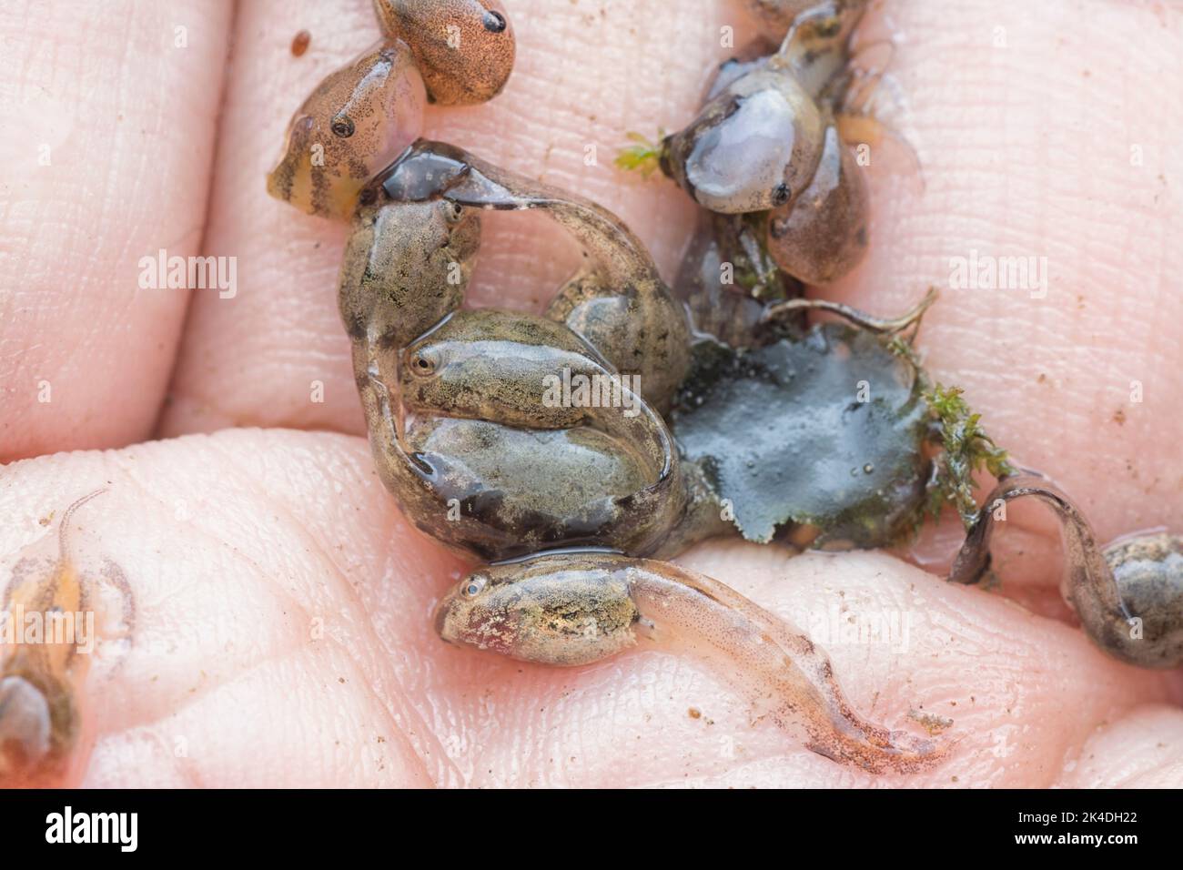 frog reproduction cycle Stock Photo - Alamy