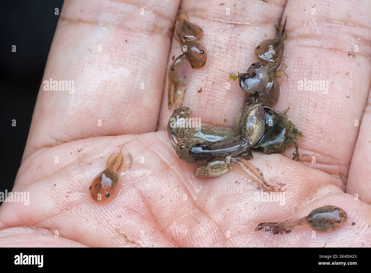 frog reproduction cycle Stock Photo - Alamy