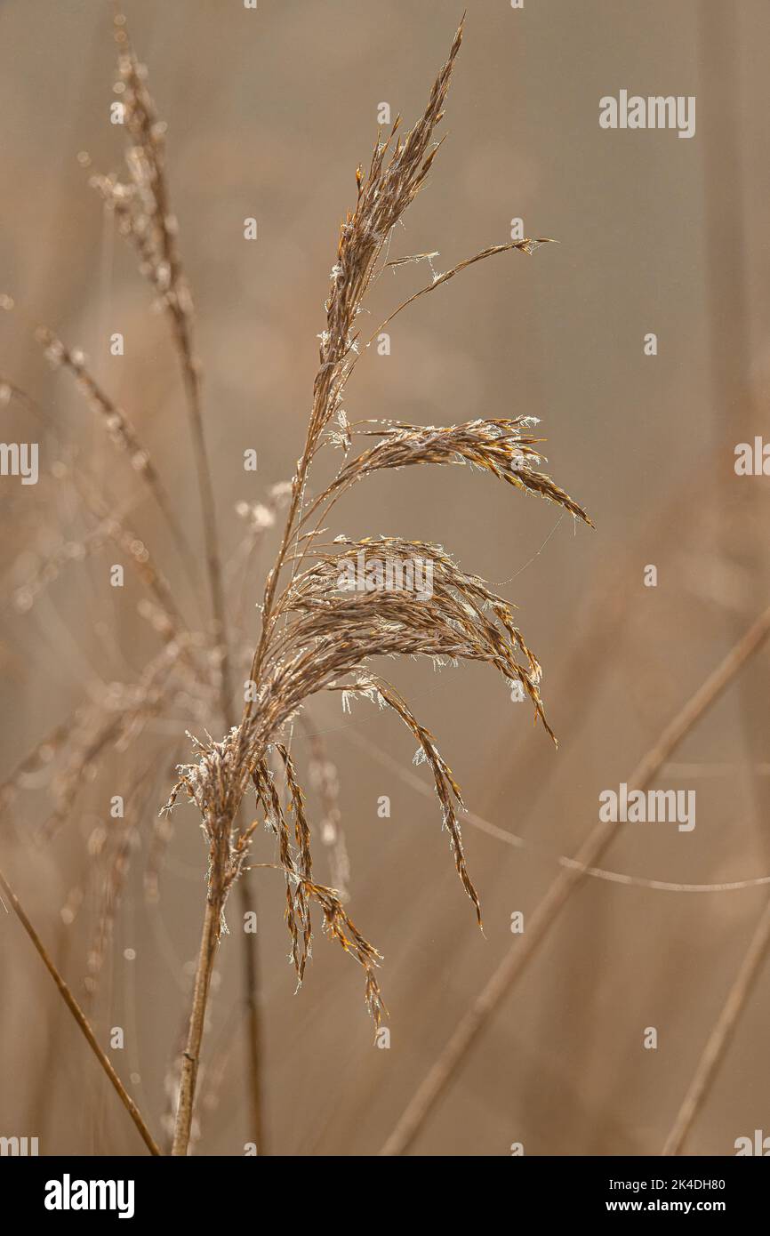 Common reed, Phragmites australis, on a misty winter morning Stock ...