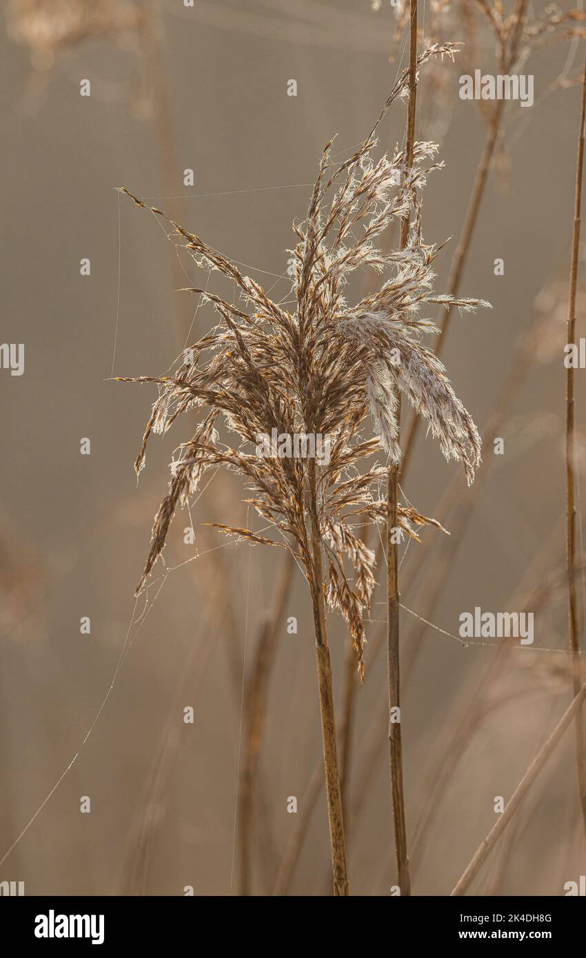 Common reed, Phragmites australis, on a misty winter morning Stock ...