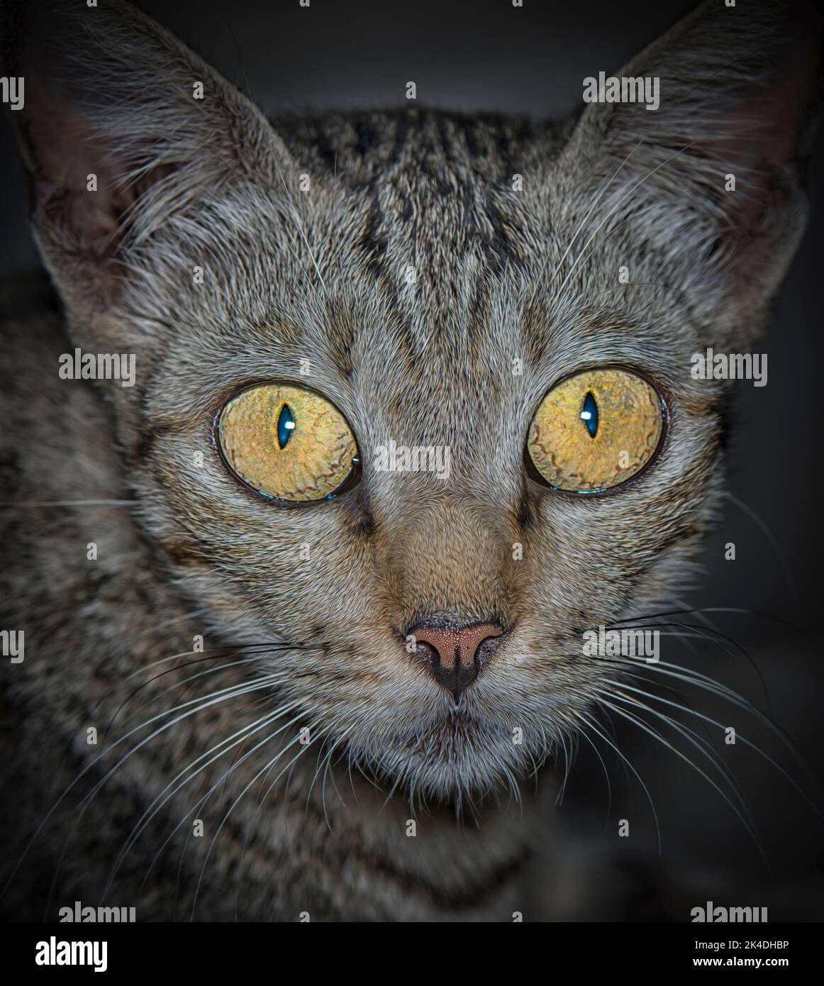 portrait of cat Stock Photo - Alamy