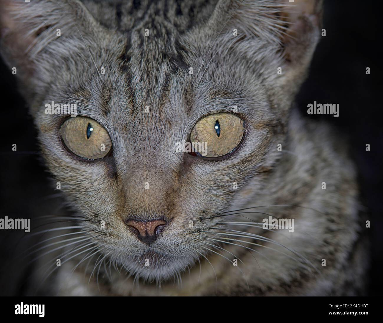 portrait of cat Stock Photo - Alamy