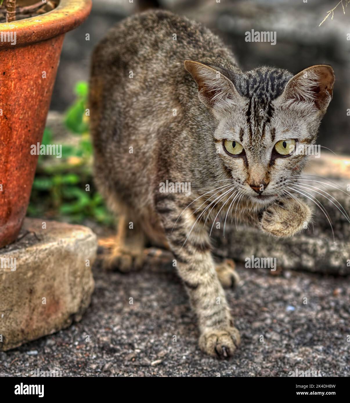 portrait of cat Stock Photo - Alamy