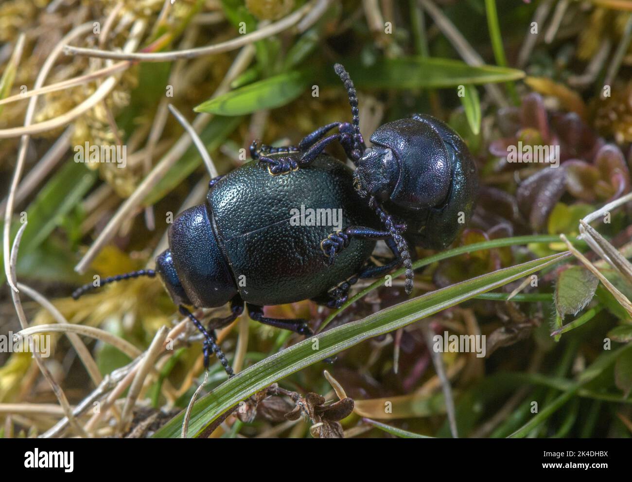 Mating pair of Lesser Bloody-nosed Beetles, Timarcha goettingensis, on ...