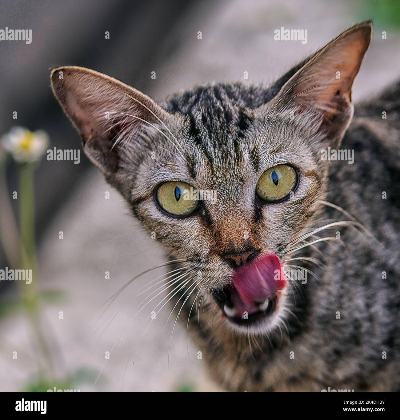 portrait of cat Stock Photo - Alamy