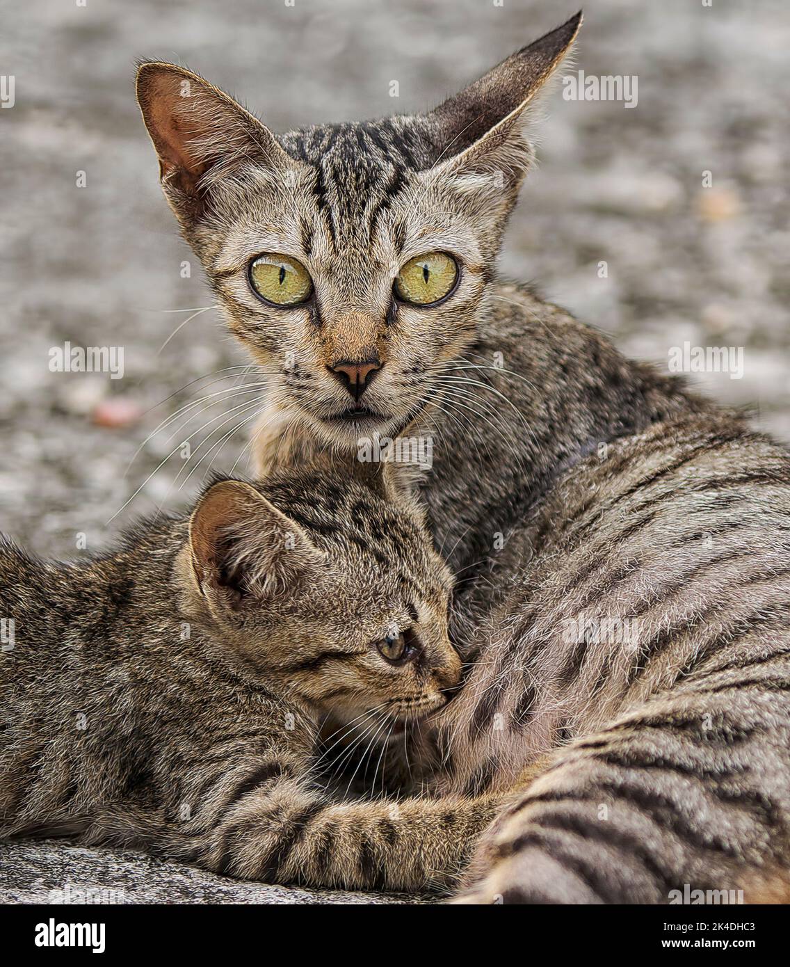 portrait of cat Stock Photo - Alamy