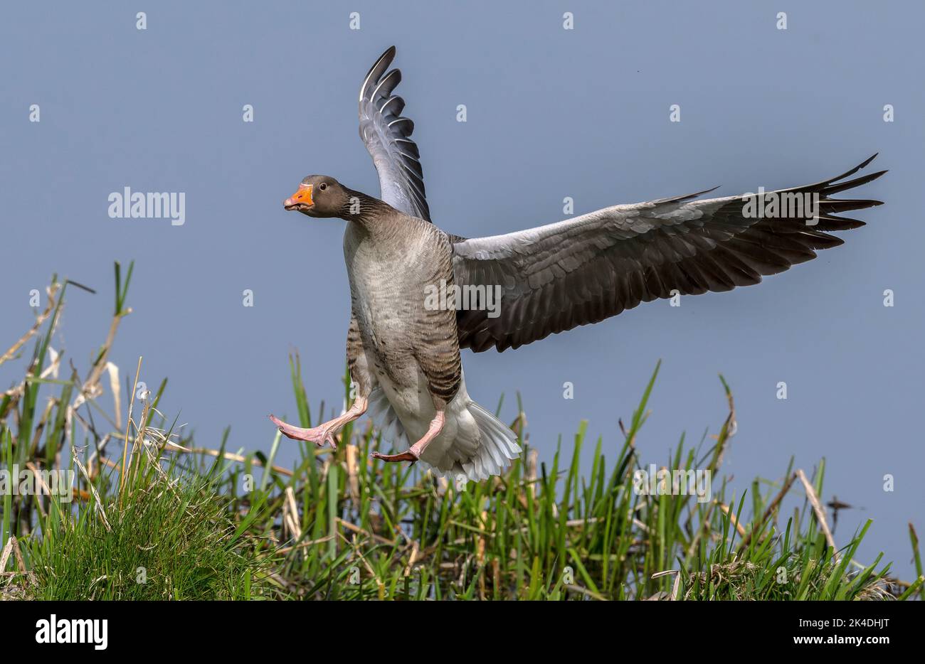 Greylag goose, Anser anser, coming in to land by lake. Suffolk Stock ...