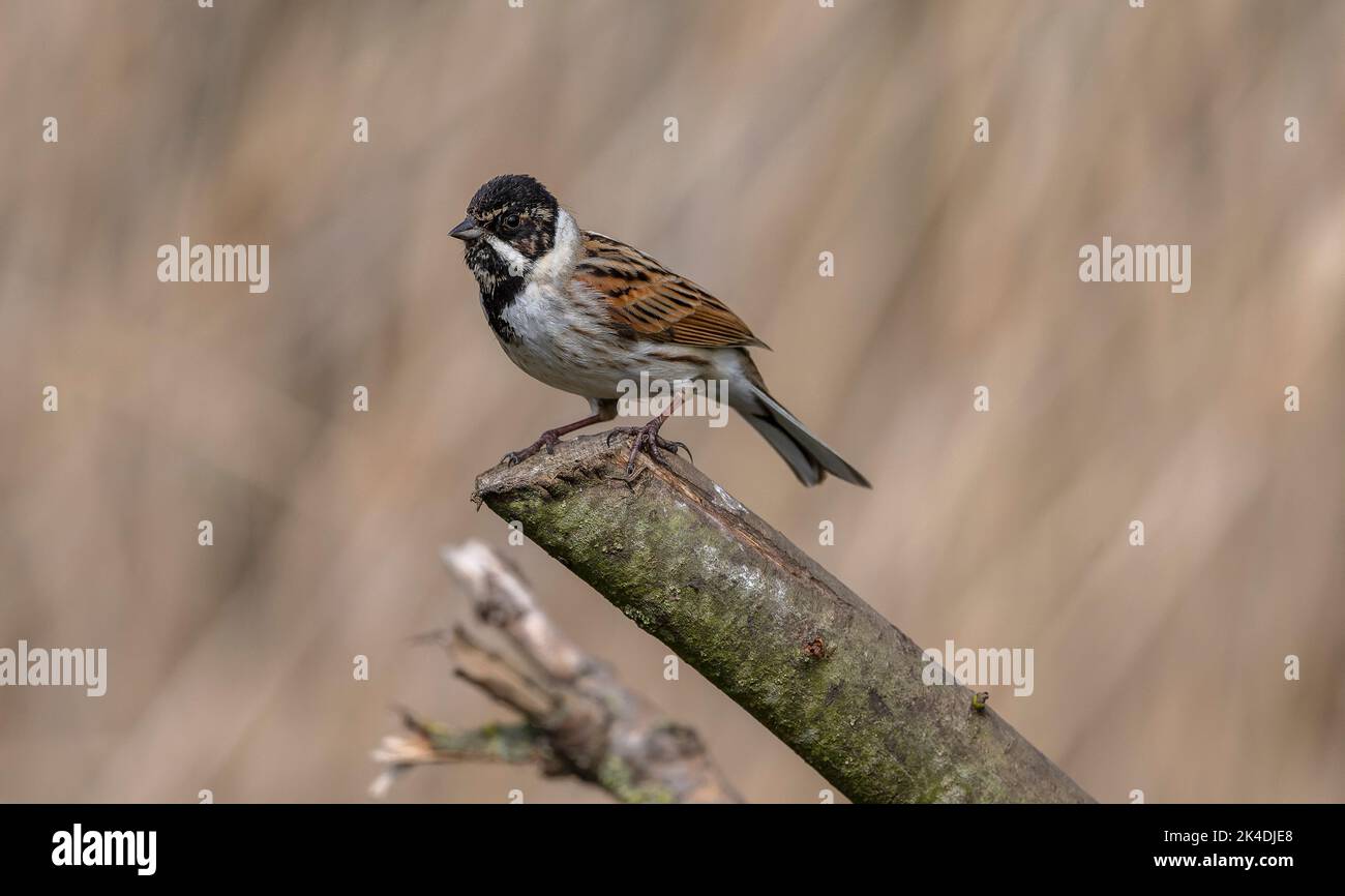 Male Common reed bunting, Emberiza schoeniclus, perched in bush in ...