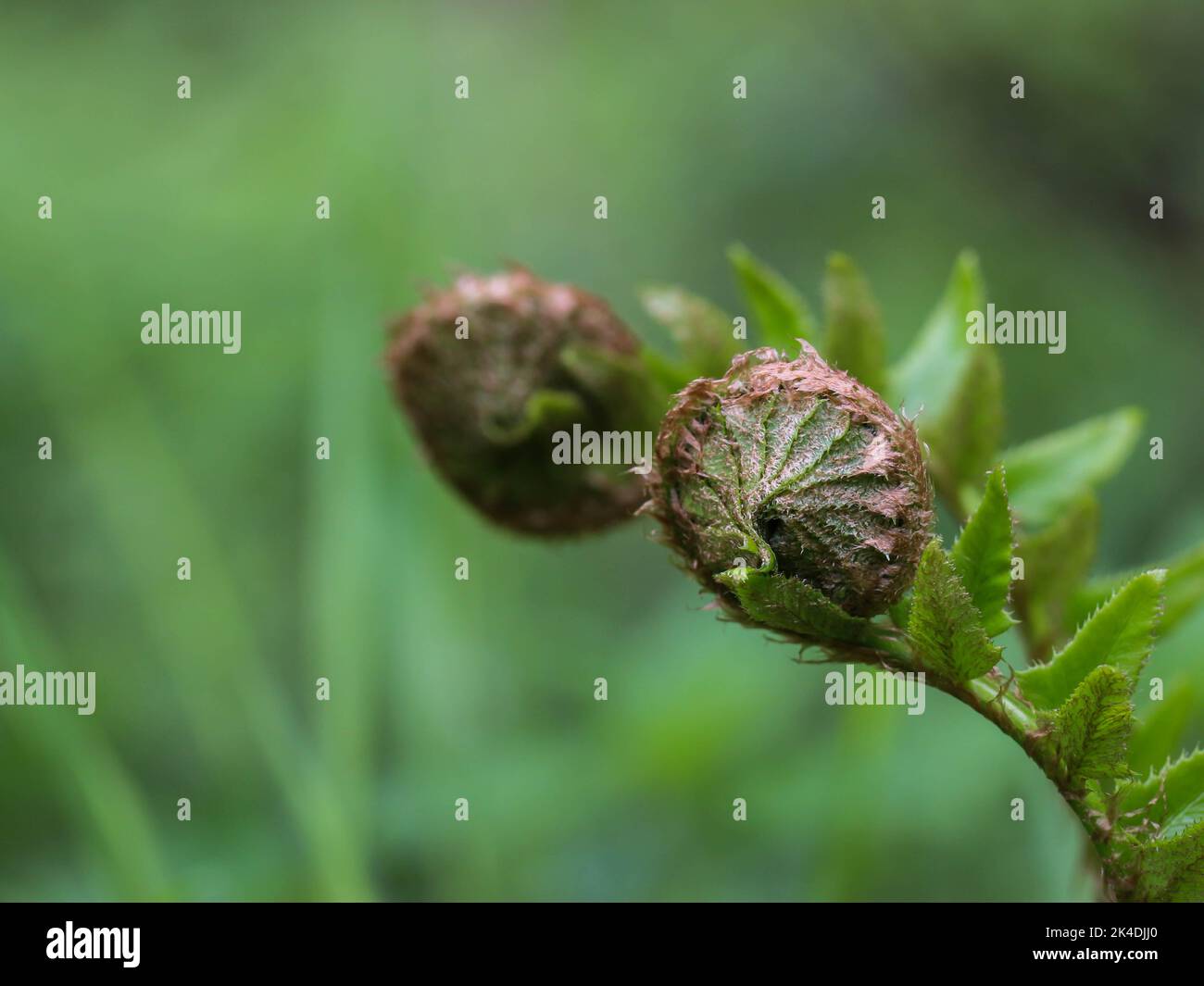 Curled leaves (fronds) of fern called the northern hollyfern (latin ...