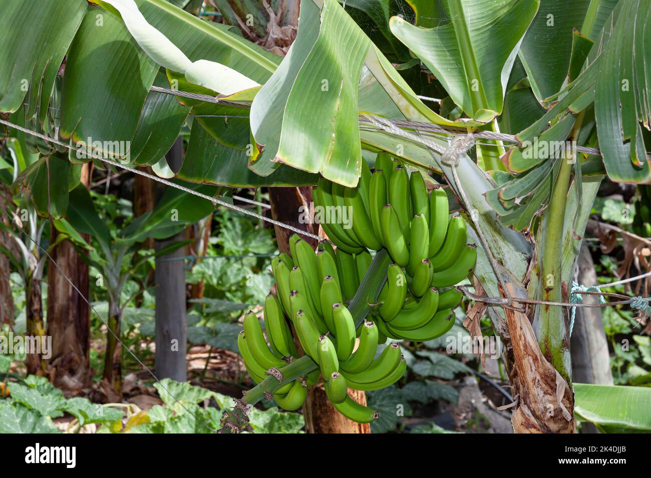 Portuguese fruit trees hi-res stock photography and images - Alamy