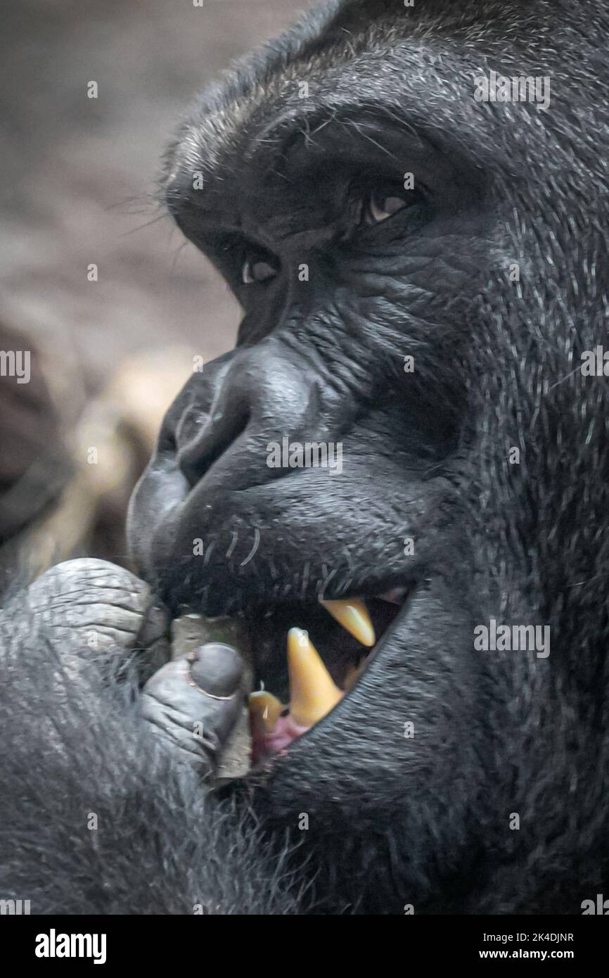 vertical portrait of a male gorilla biting on his finger Stock Photo ...