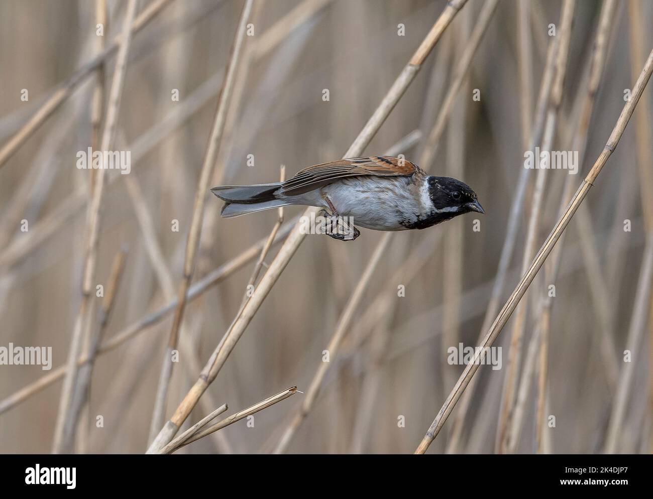 Male Common reed bunting, Emberiza schoeniclus, in flight; spring Stock ...