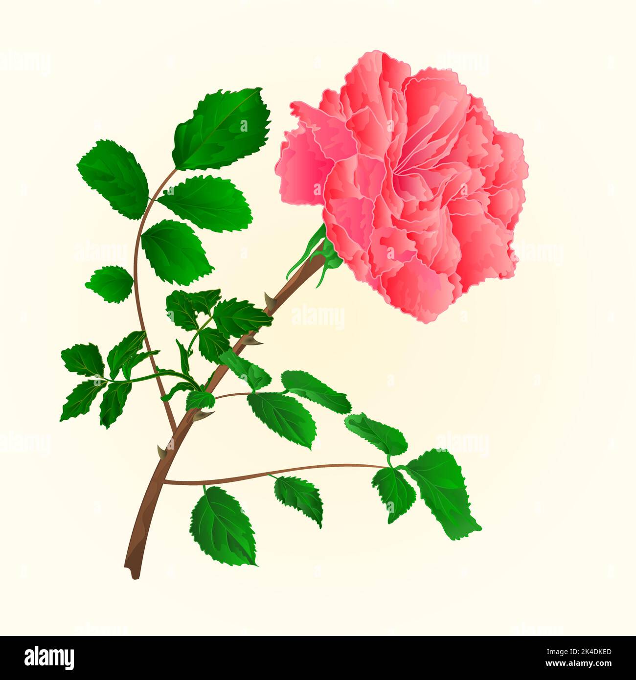 Rose blossoms Stock Vector Images - Alamy