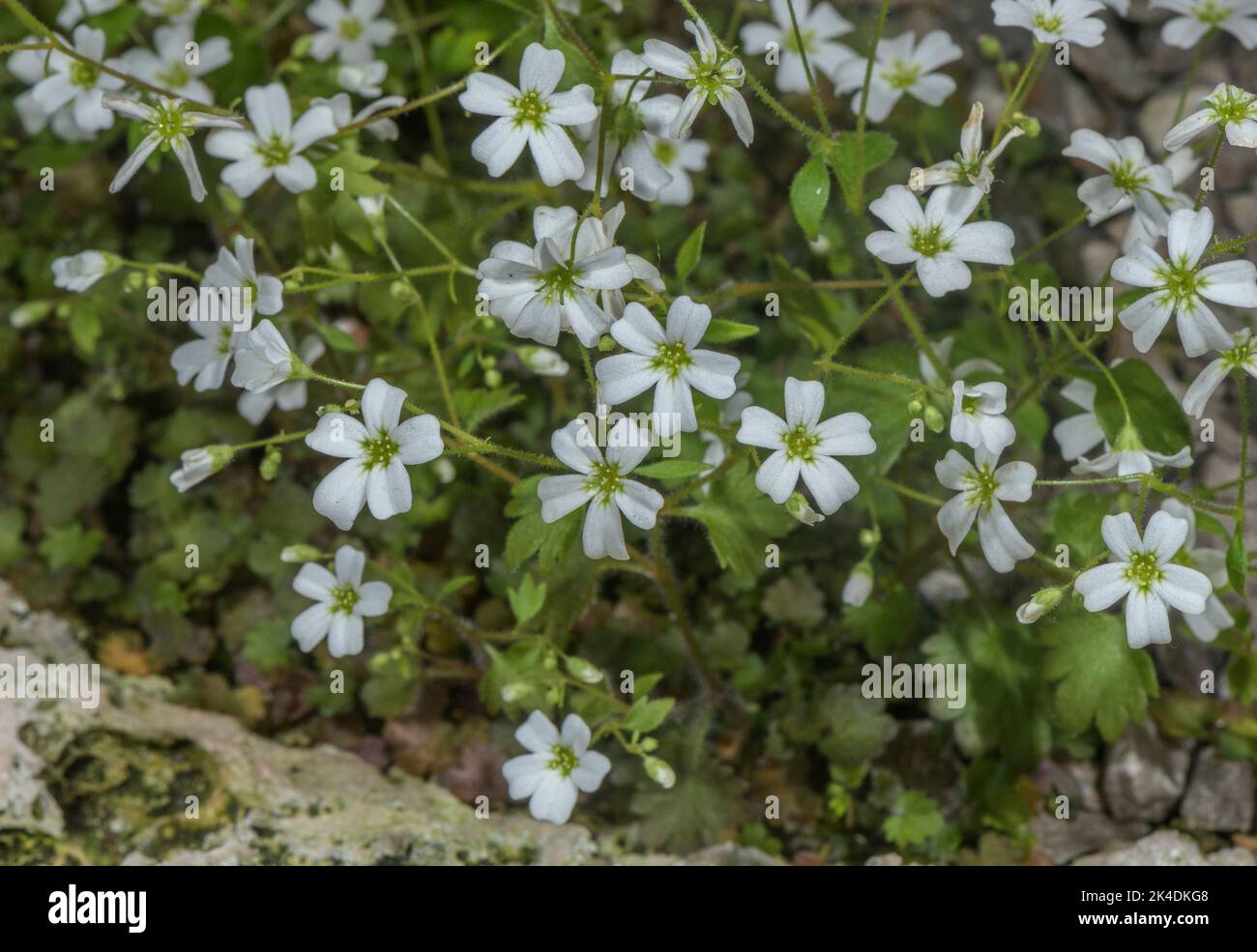 Saxifraga berica hi-res stock photography and images - Alamy