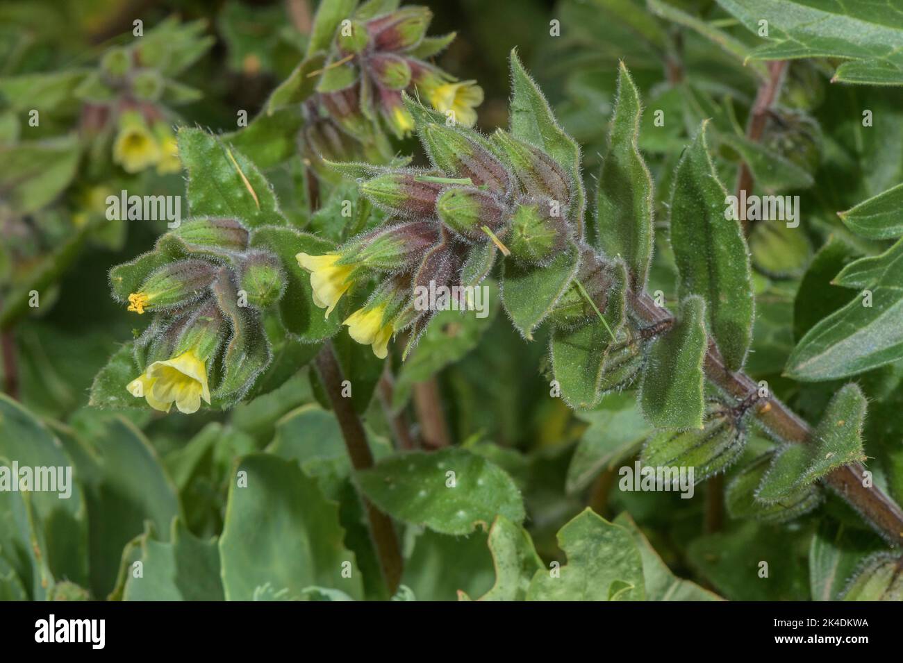 Flora of turkey hi-res stock photography and images - Alamy