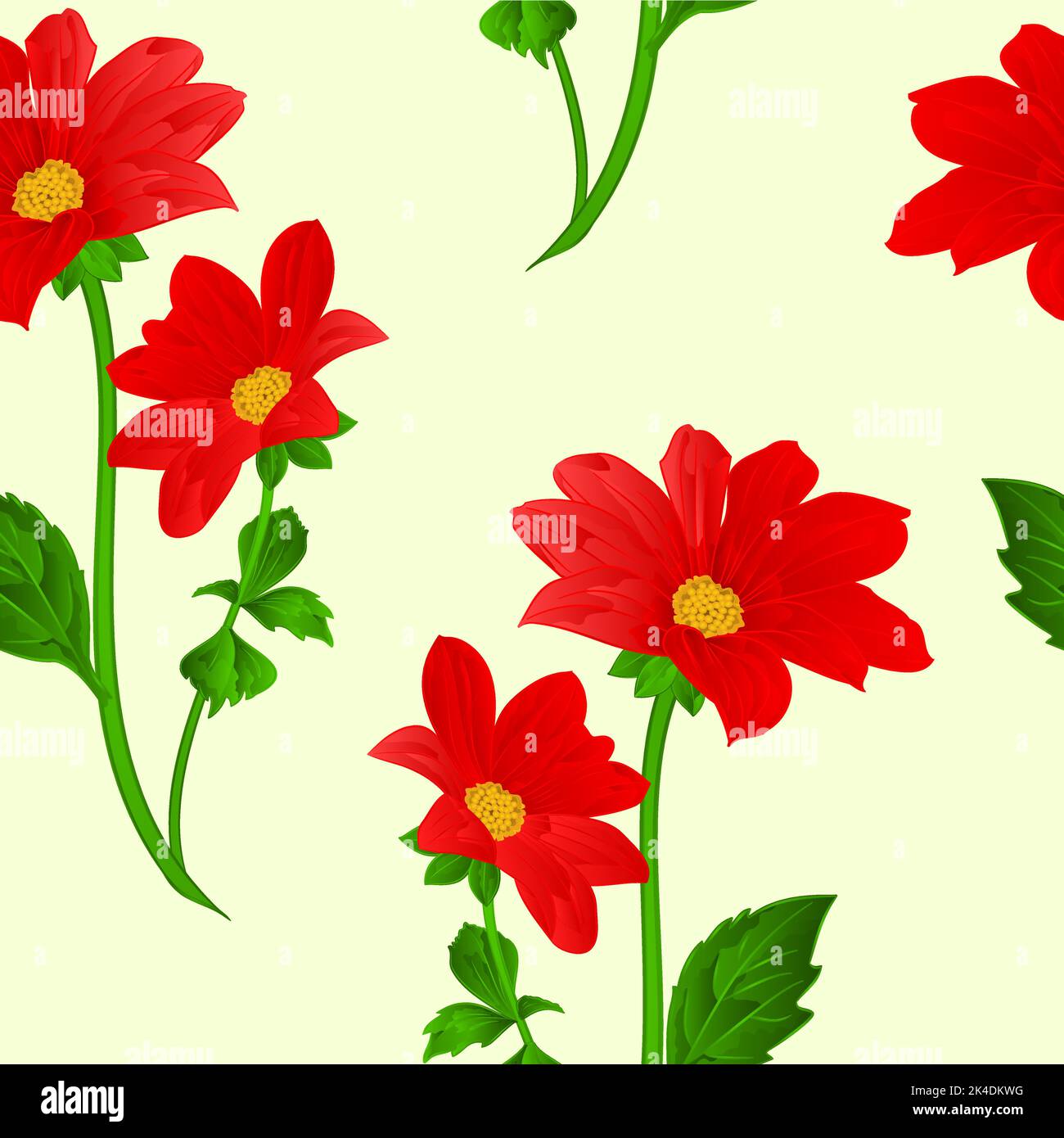 Seamless texture red Dahlia summer flower stem Vector illustration ...