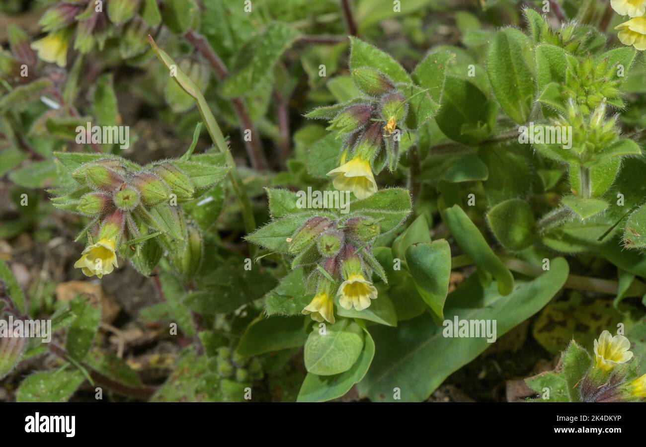 Flora of turkey hi-res stock photography and images - Alamy