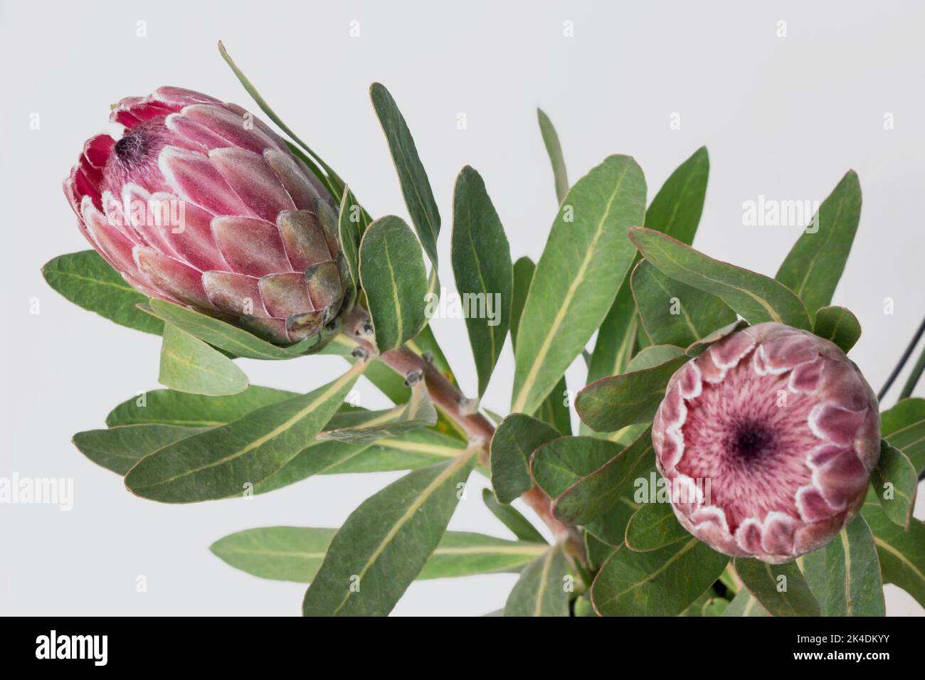 close up of pink protea flower with white background Stock Photo - Alamy