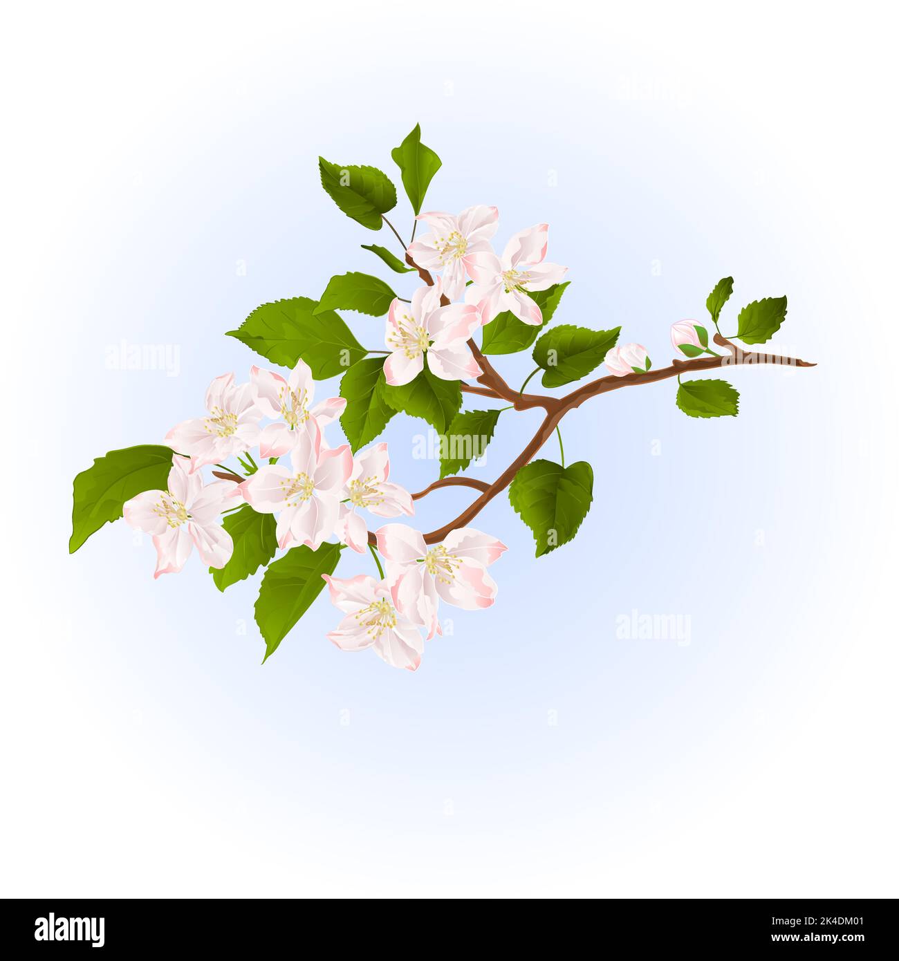 Apple tree branch with flowers nature background vector illustration ...