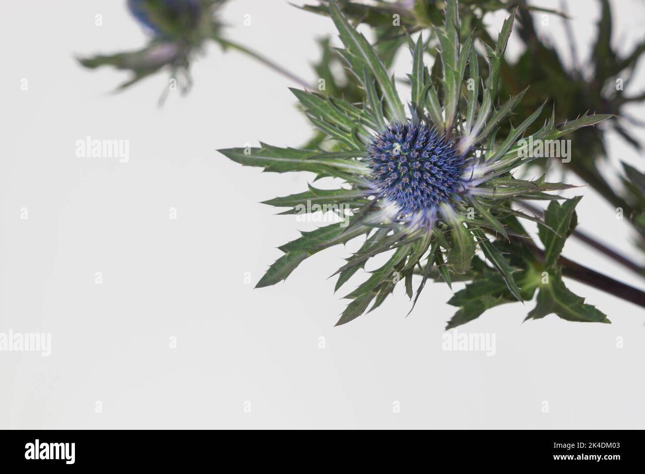 close up of Eryngium flower (Sea Holly plant) on white background Stock ...