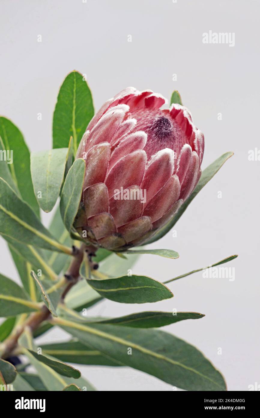 close up of pink protea flower with white background Stock Photo - Alamy