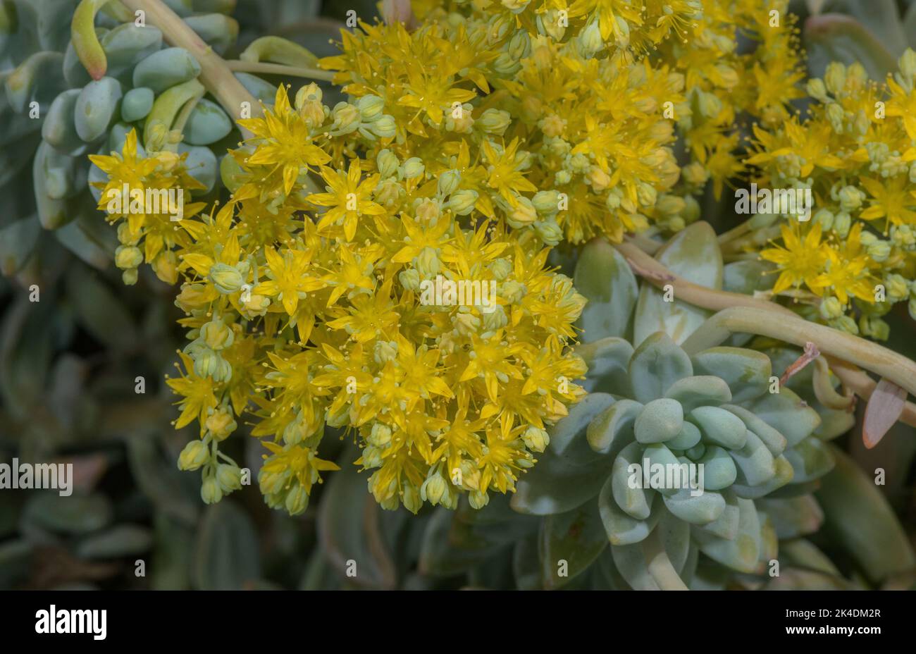 Silver sedum hi-res stock photography and images - Alamy
