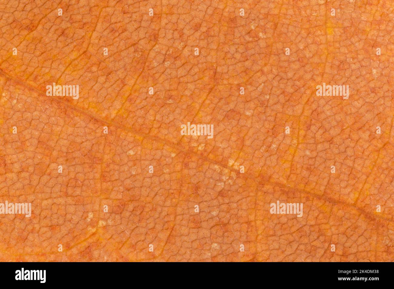 abstract natural background: close up of dry leaf texture Stock Photo ...