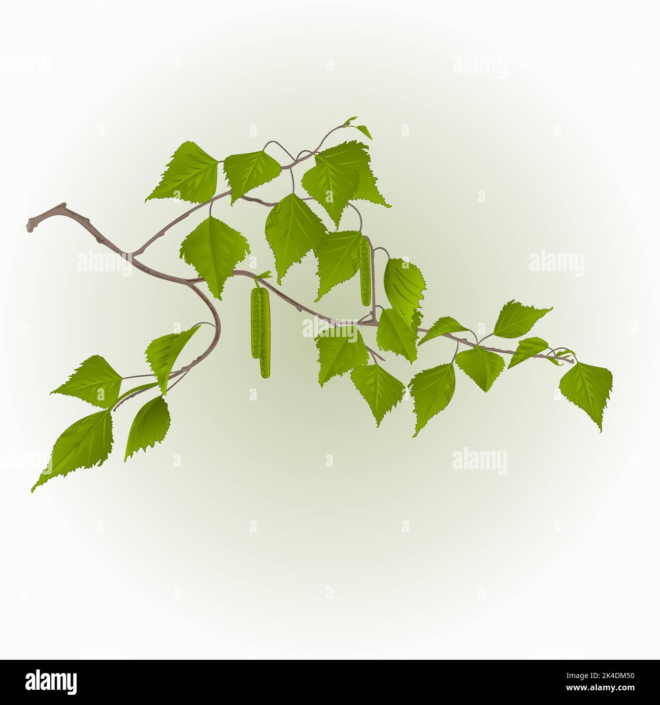 Birch twig with catkins natural background vector illustration Stock ...