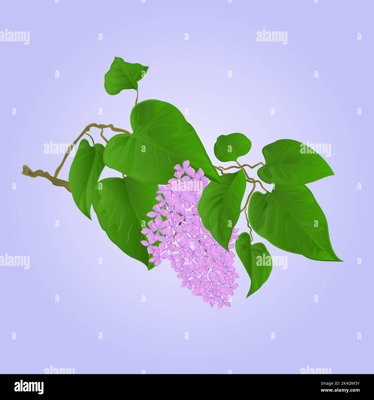Purple Lilac branch with flowers and leaves natural background vector ...