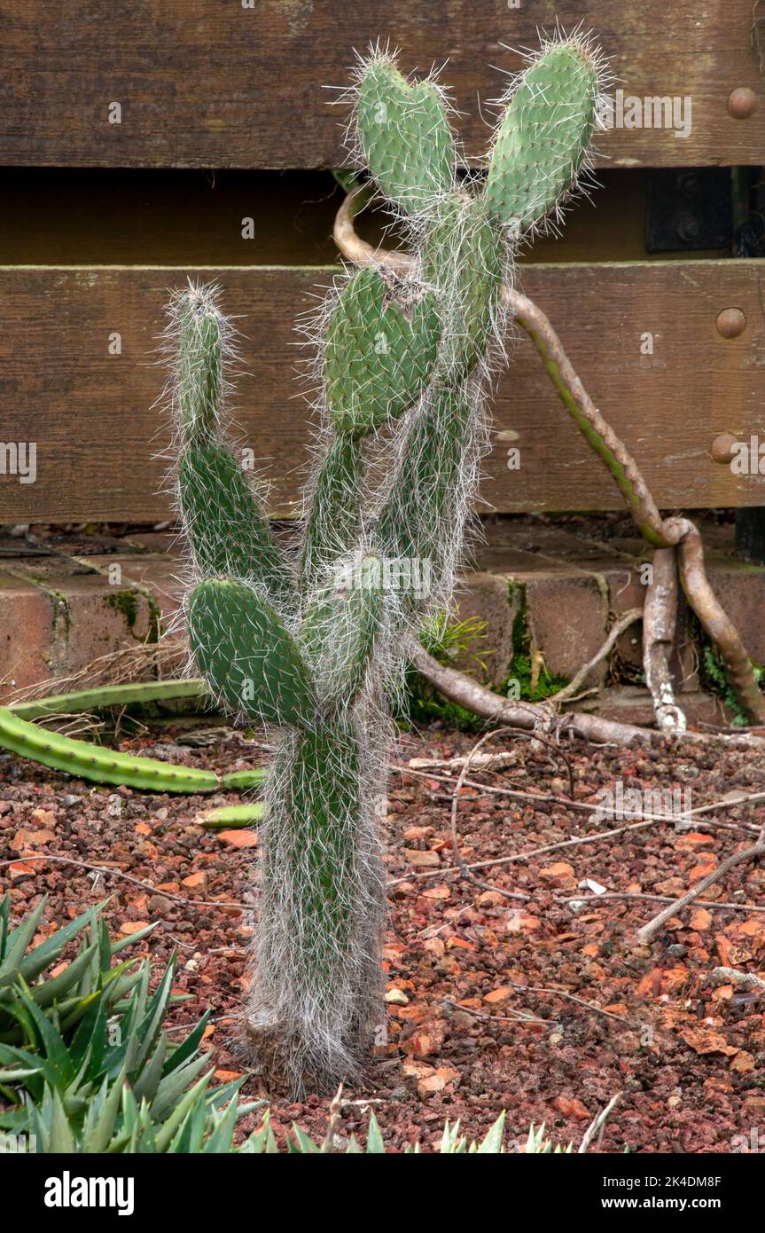 Sydney Australia, opuntia leucotricha a tree-like cactus, native to ...