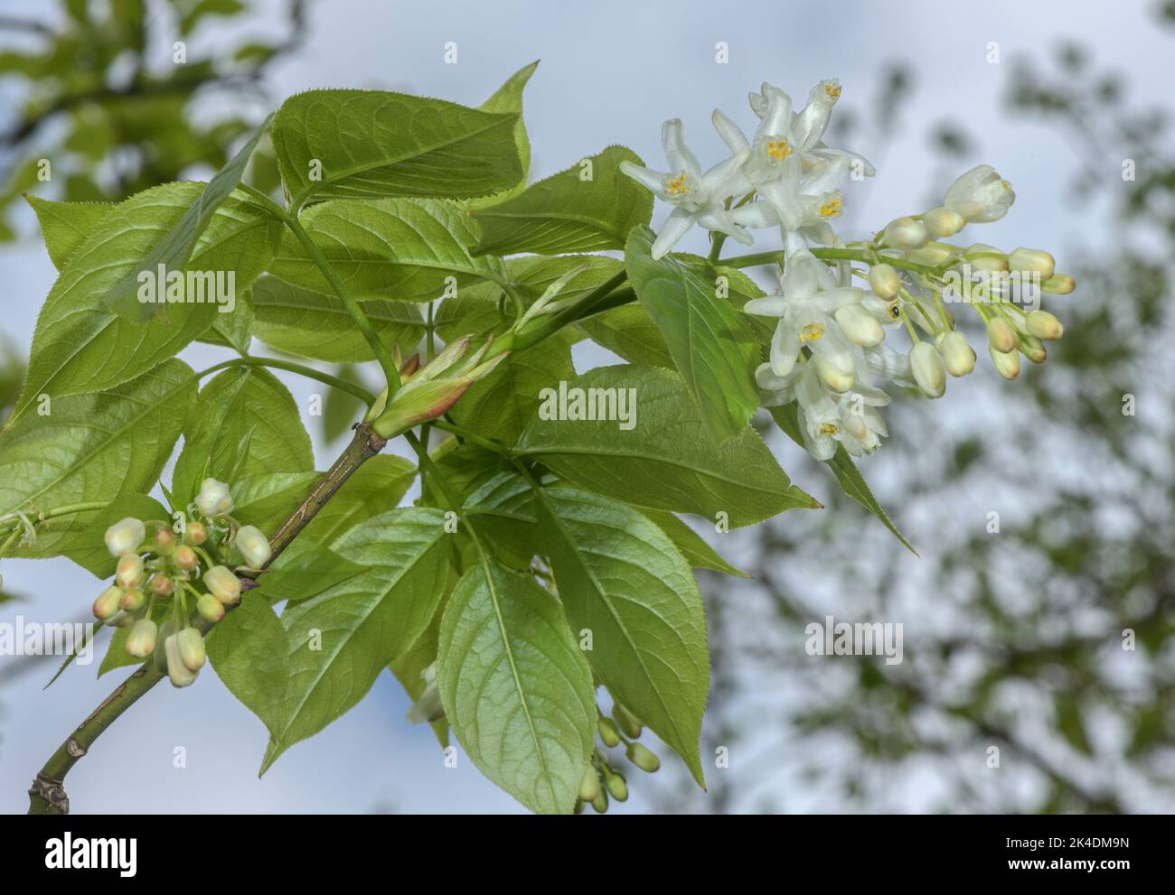 Colchis bladdernut staphylea colchica hi-res stock photography and ...