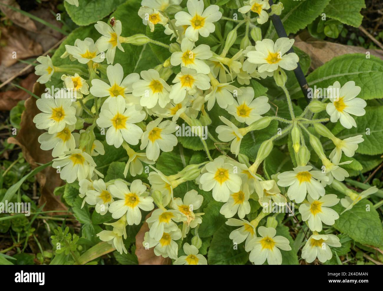 Primula elatior x primula vulgaris hi-res stock photography and images ...