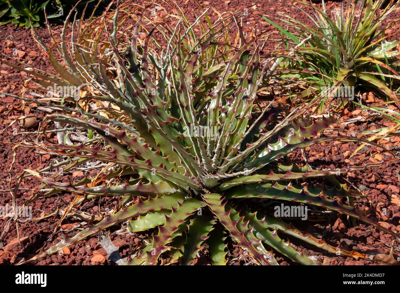 Sharp spiny leaves aloe plant hi-res stock photography and images - Alamy