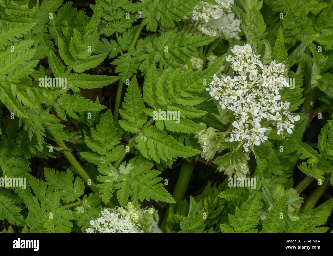 Sweet cicely, Myrrhis odorata, in flower Stock Photo - Alamy