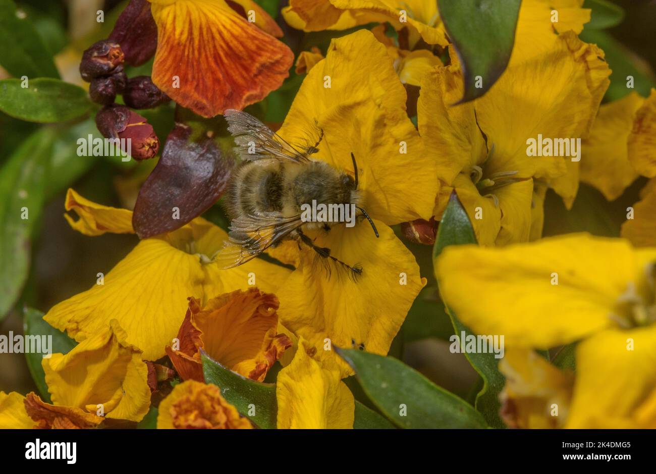 Male Hairy-footed flower bee, Anthophora plumipes, on Wallflower ...