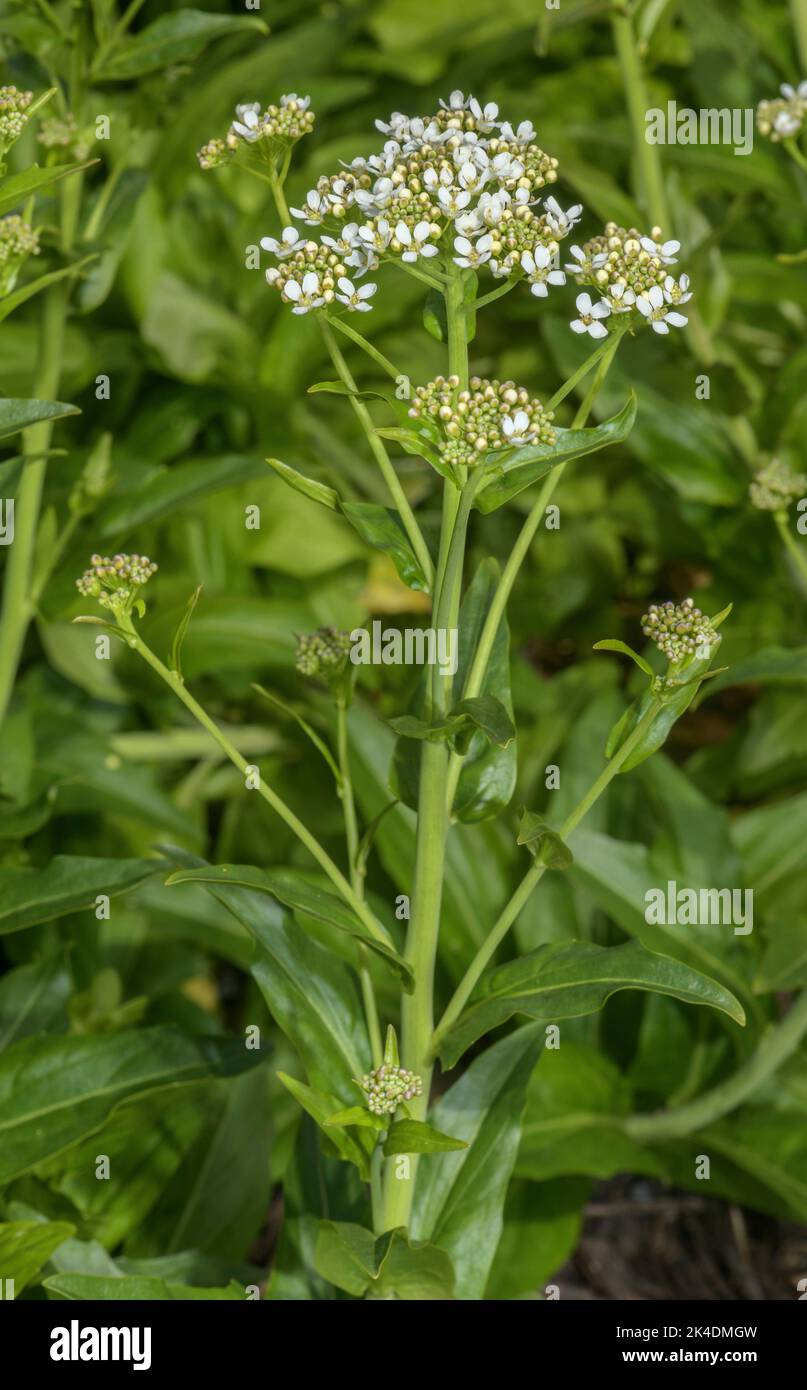 Garlic cress, Peltaria alliacea in flower in garden; from the Balkans ...