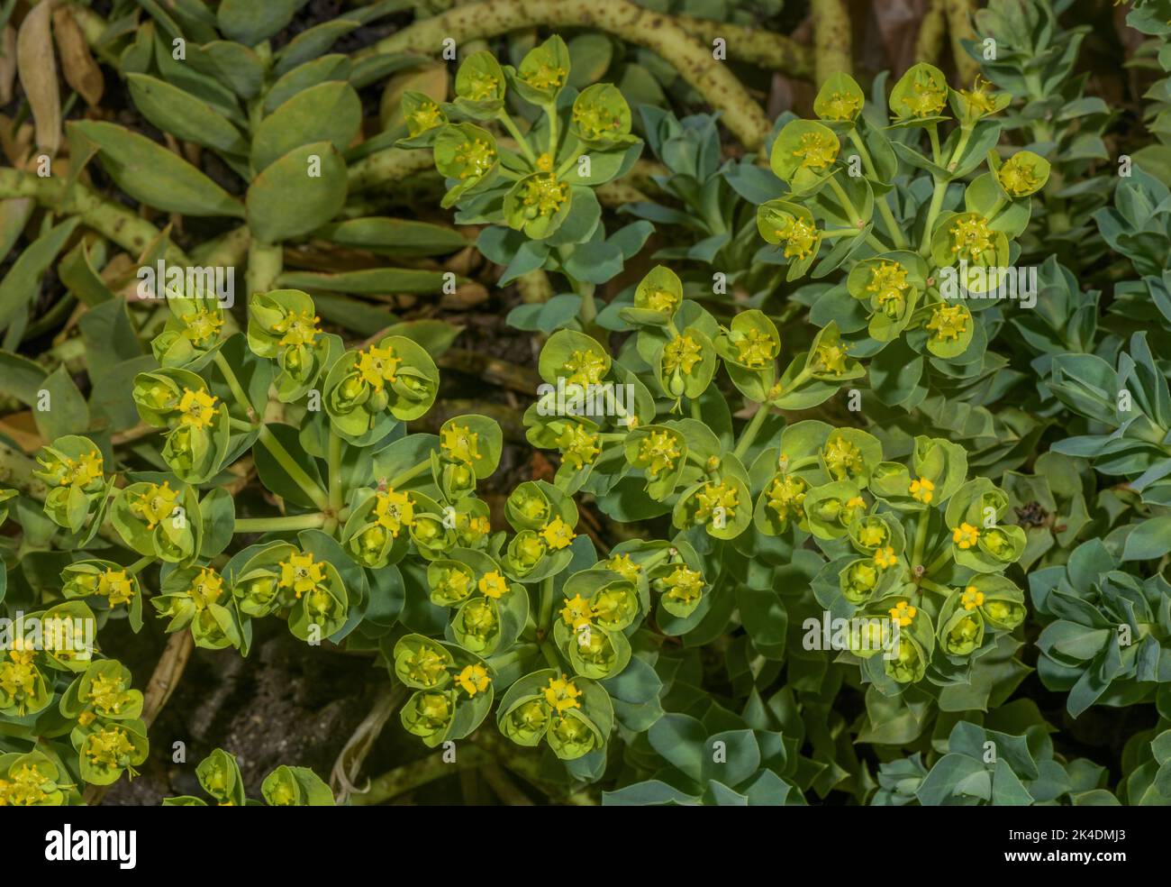 Blue spurge, Euphorbia myrsinites, in flower Stock Photo - Alamy