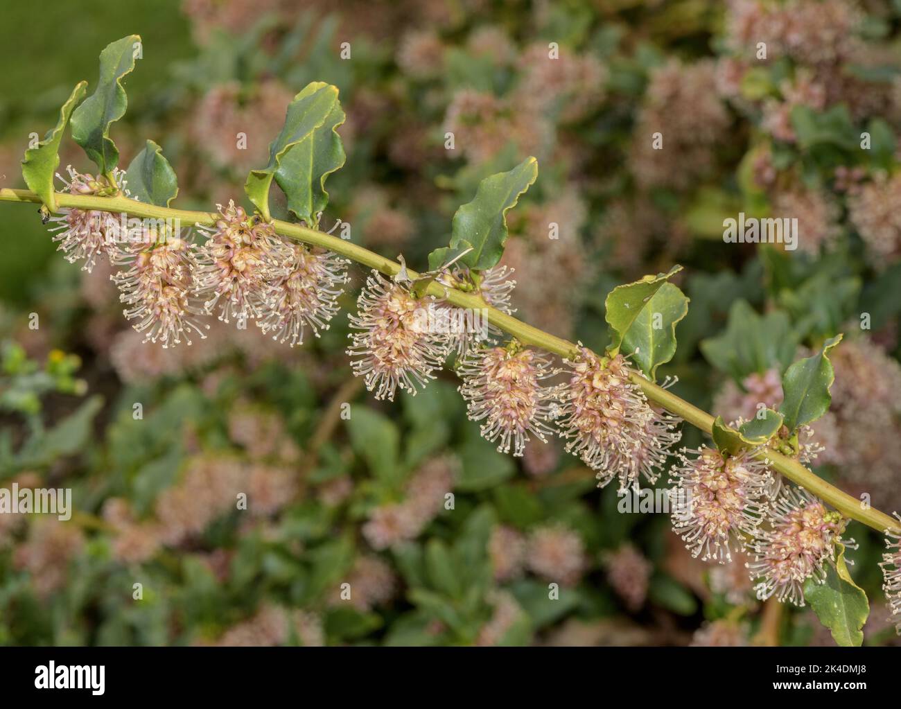 Ercilla plant hi-res stock photography and images - Alamy