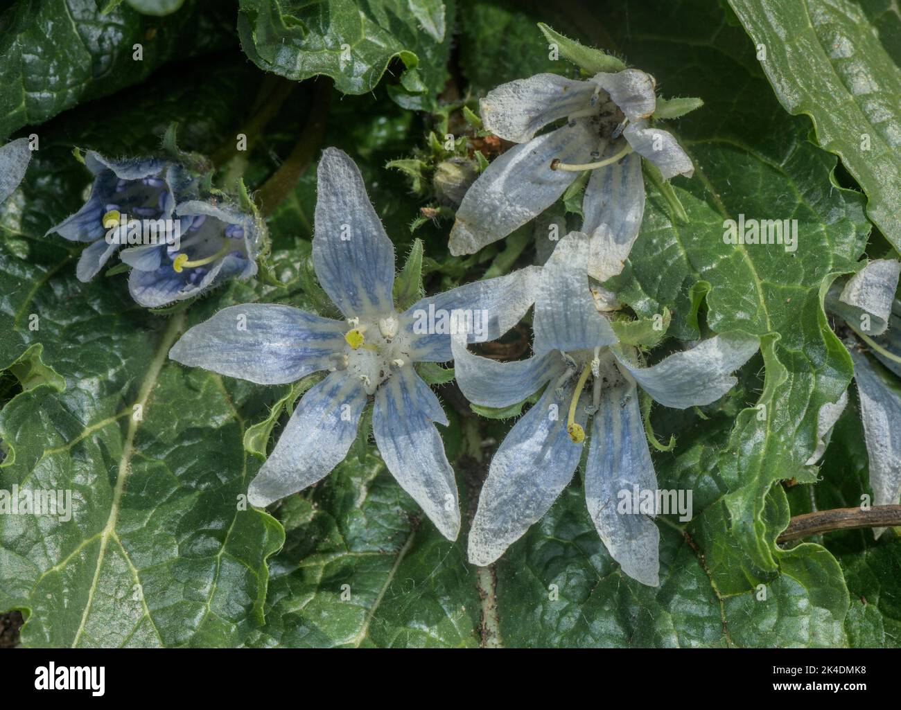 Mandrake mandragora officinarum hi-res stock photography and images - Alamy