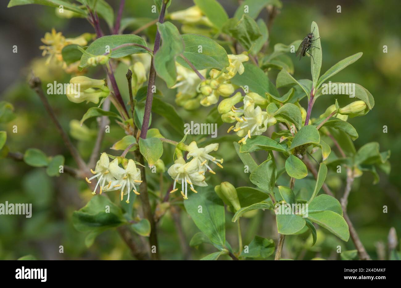 A honeysuckle, Lonicera tianshanica in flower. From China Stock Photo ...