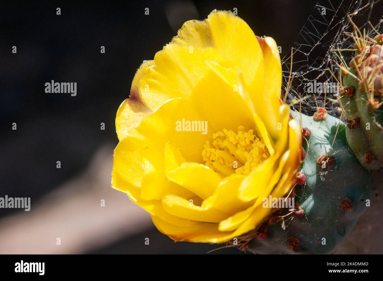 Sydney Australia, yellow flower of an opuntia robusta cactus in ...