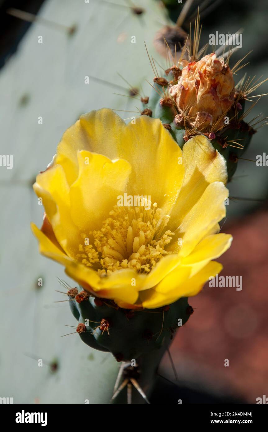 Sydney Australia, yellow flowers of an opuntia robusta cactus in ...