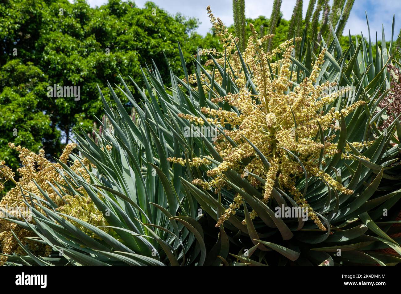 Sydney Australia, flower stems of dracaena draco or dragon's-blood tree ...