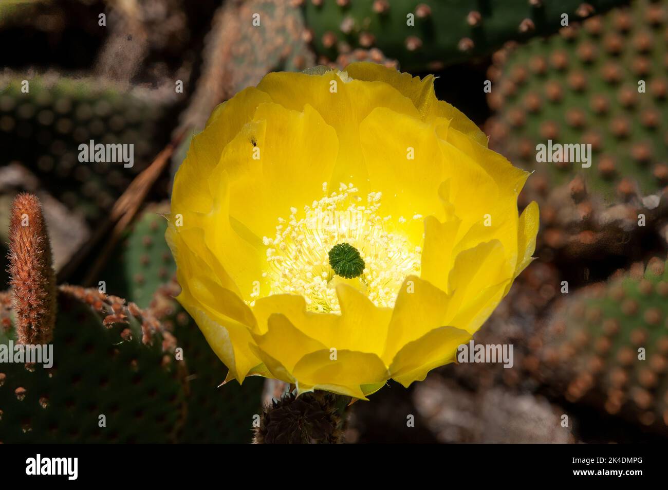 Sydney Australia, yellow flowering opuntia rufida cactus a native of ...