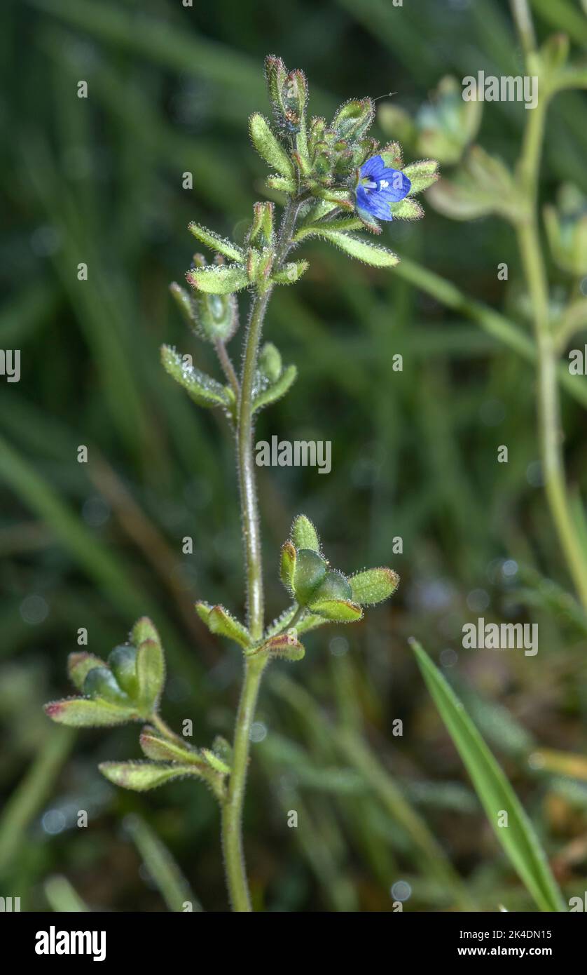 Fingered Speedwell, Veronica triphyllos, in Breckland cornfield ...
