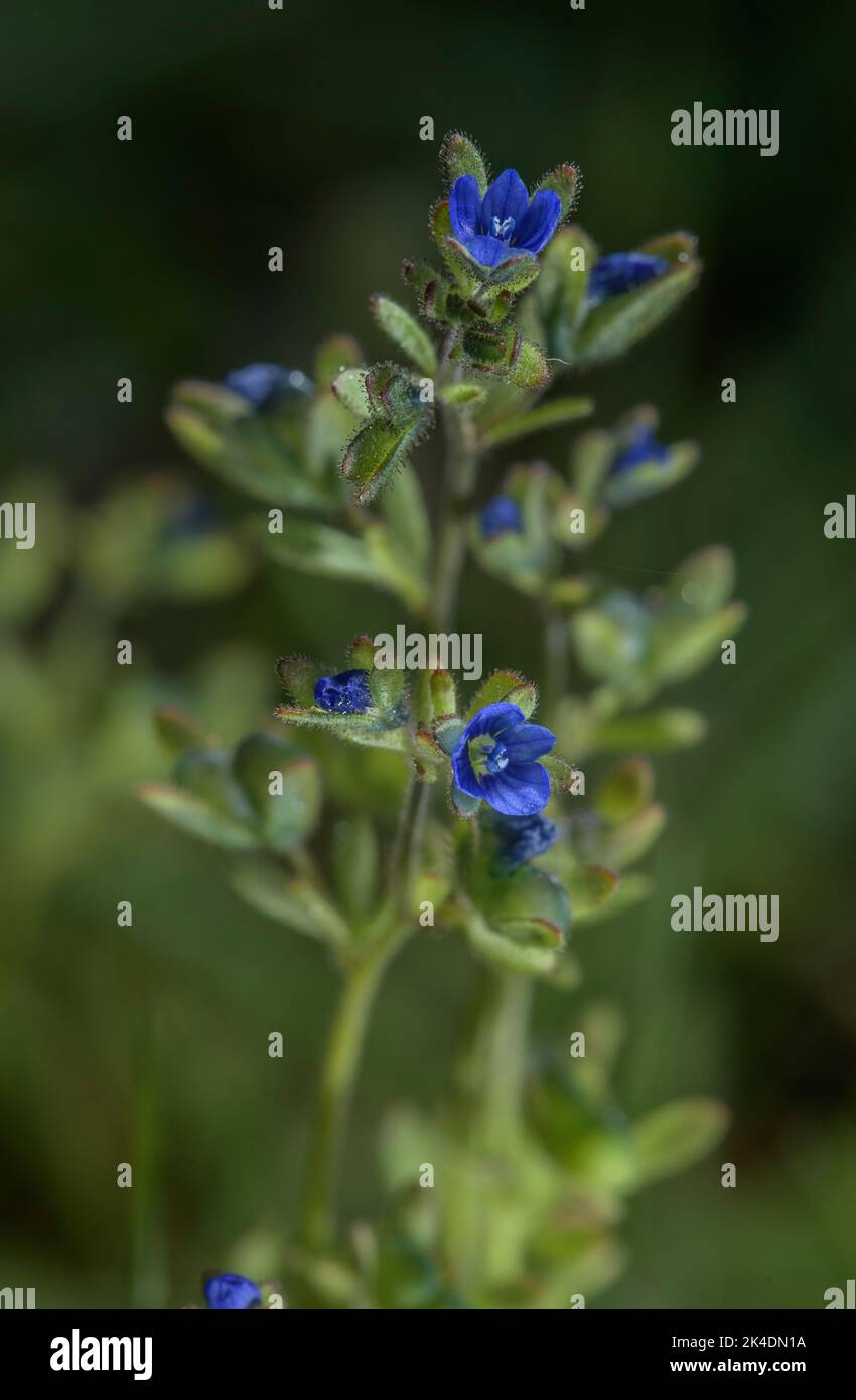 Fingered Speedwell, Veronica triphyllos, in Breckland cornfield ...