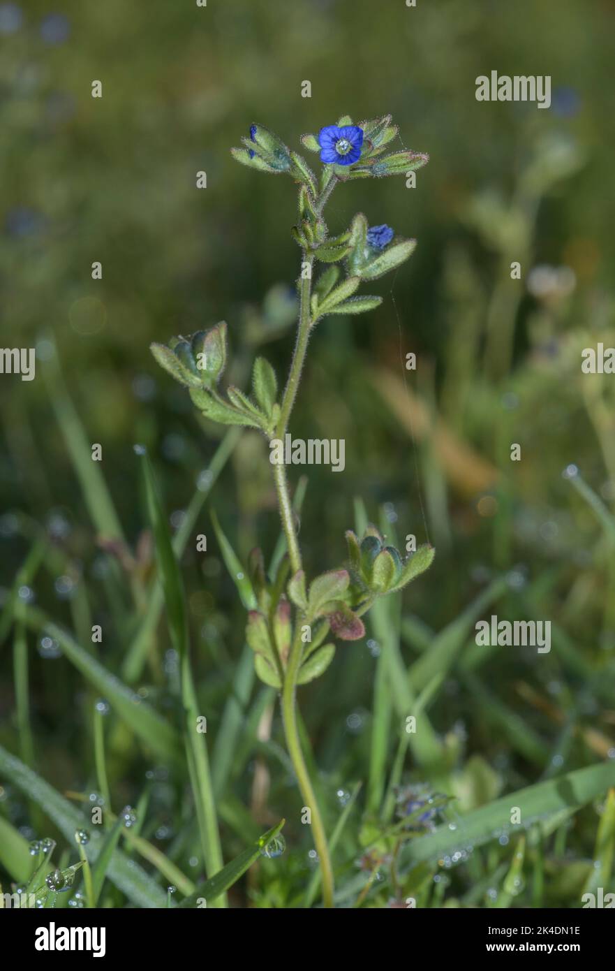Fingered Speedwell, Veronica triphyllos, in Breckland cornfield ...