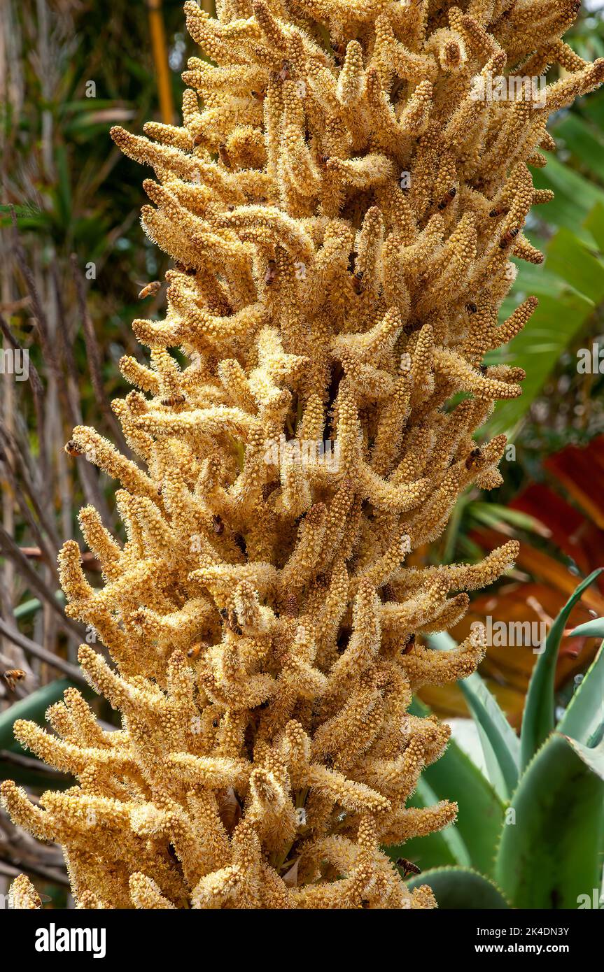 Sydney Australia, close-up of dasylirion wheeleri flower stem Stock ...