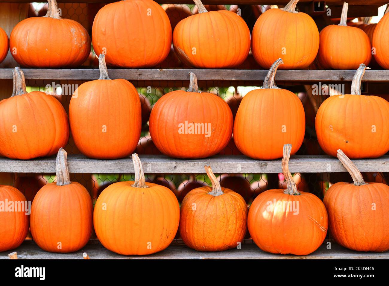 Pumpkin ghost rider hi-res stock photography and images - Alamy